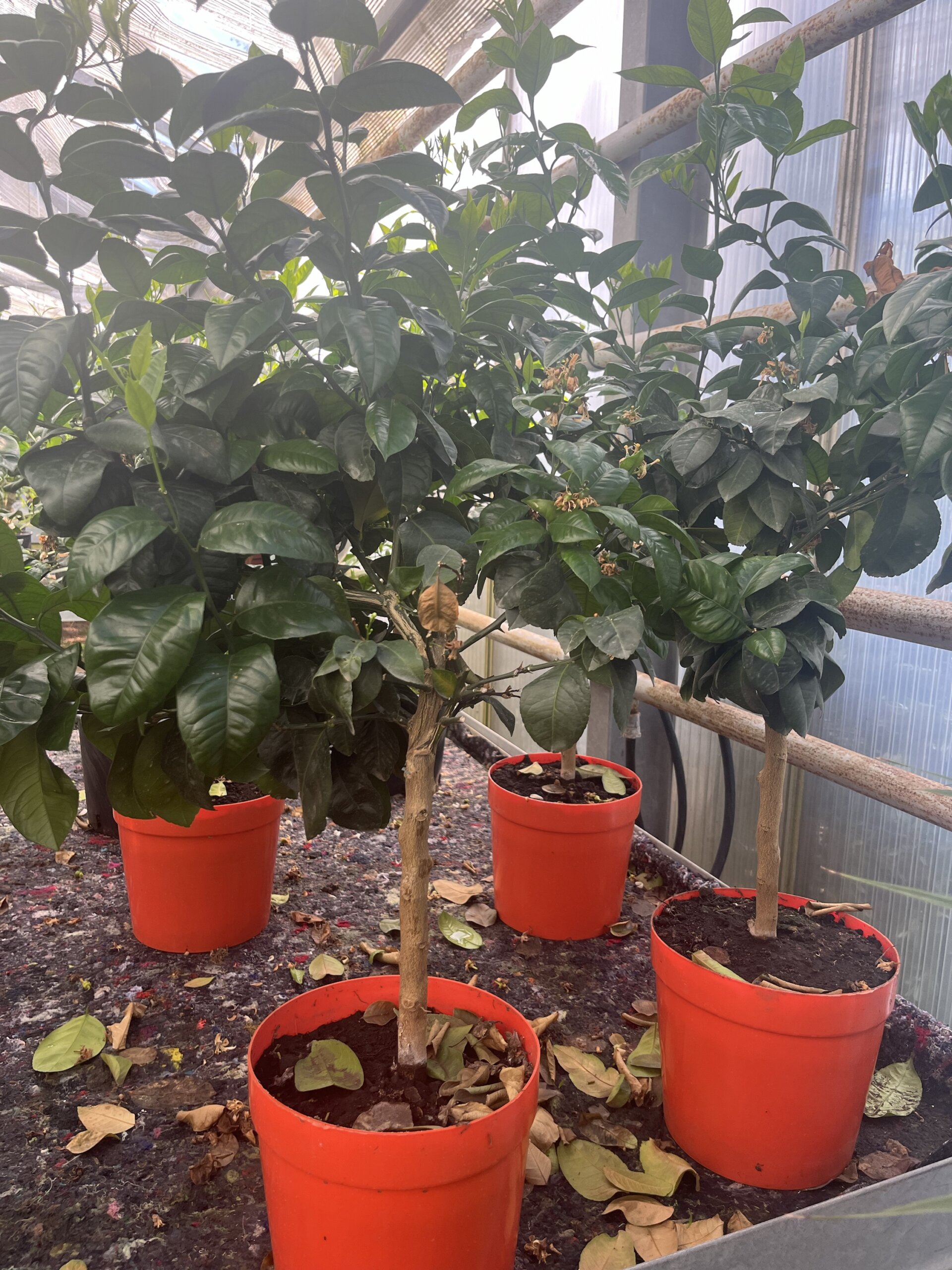 Arcobal Rainbow – Mediterranean Garden by Källna