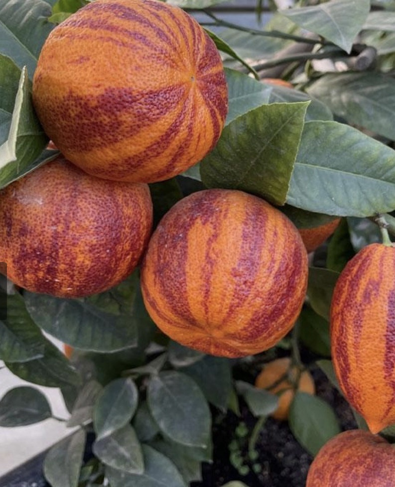 Arcobal Rainbow – Mediterranean Garden by Källna